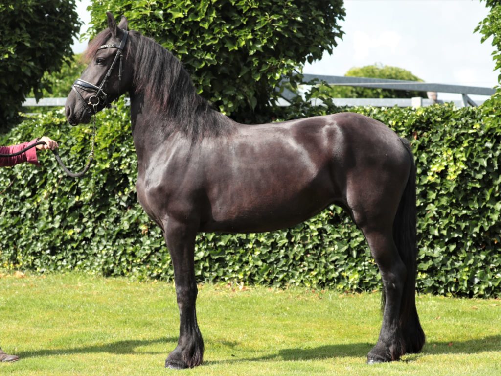 The huge choice of horses in Holland for sale. Friesians in The ...
