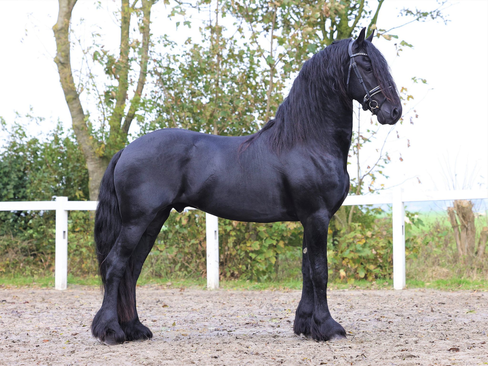 The huge choice of horses in Holland for sale. Friesians in The ...