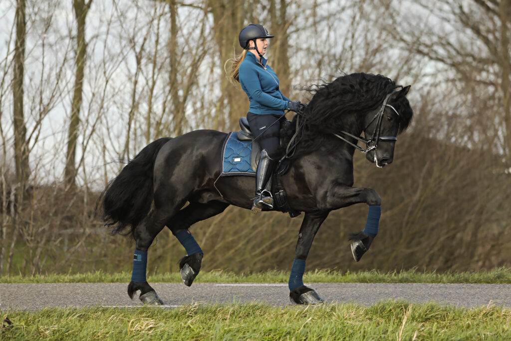 Yeske *Sport-Elite* - The huge choice of horses in Holland for sale ...
