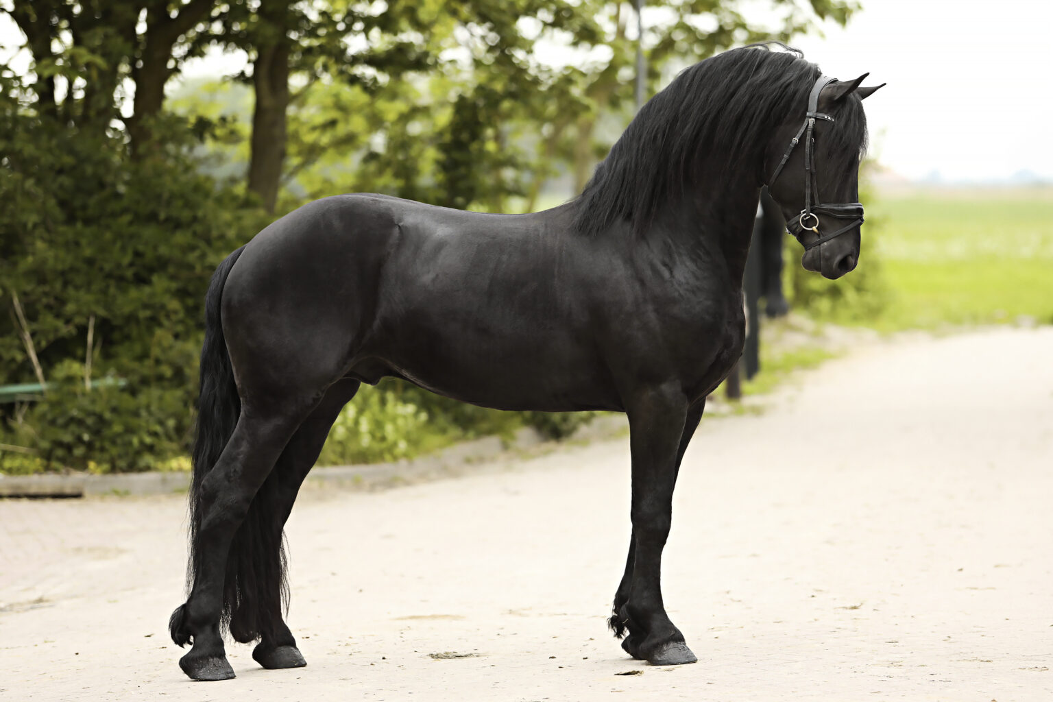The huge choice of horses in Holland for sale. Friesians in The ...