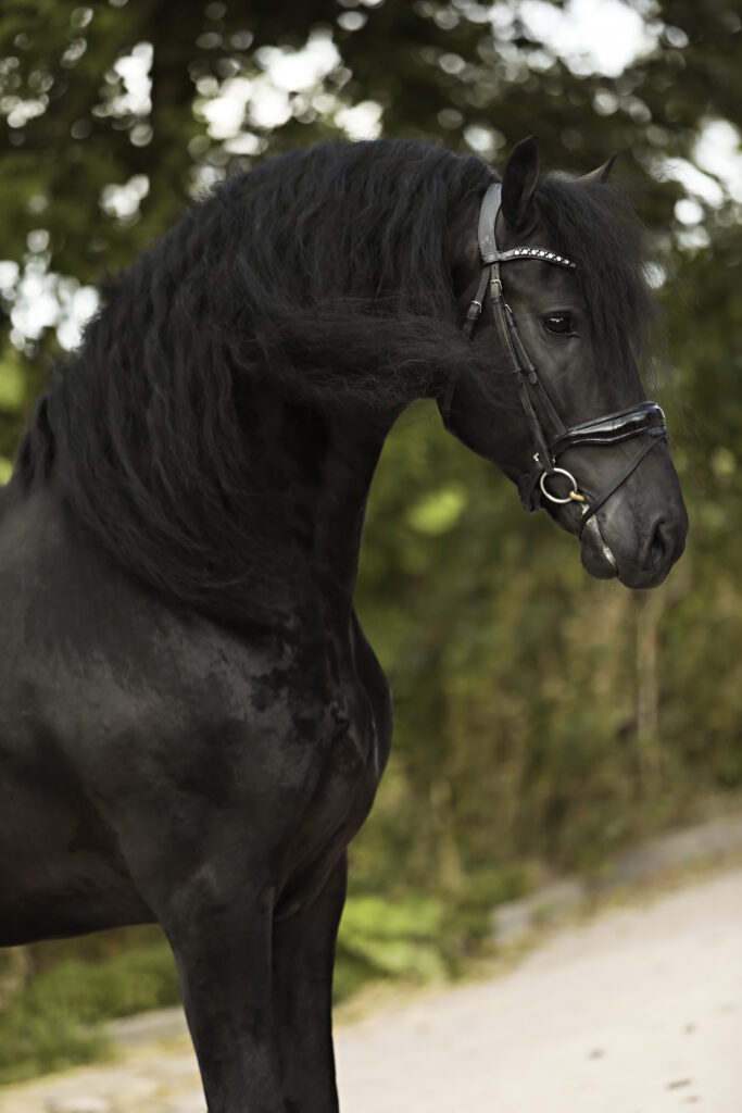The huge choice of horses in Holland for sale. Friesians in The ...